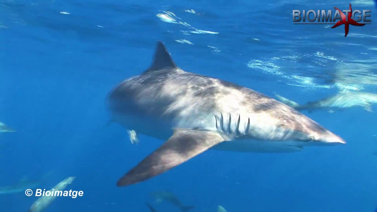 Nadar rodeado de tiburones. I swim with sharks - YouTube