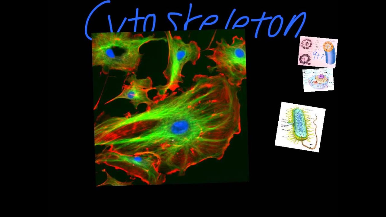 Cytoskeleton - YouTube