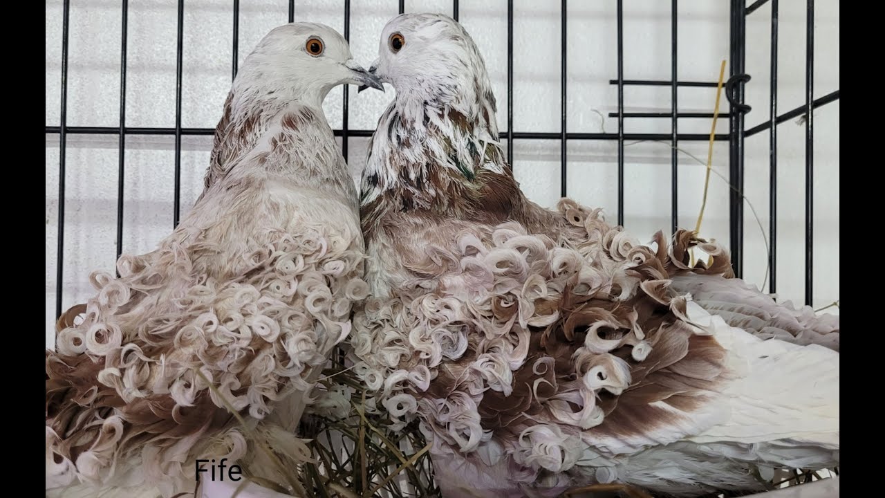 Frillback Pigeons. The first 30 days of life. - YouTube