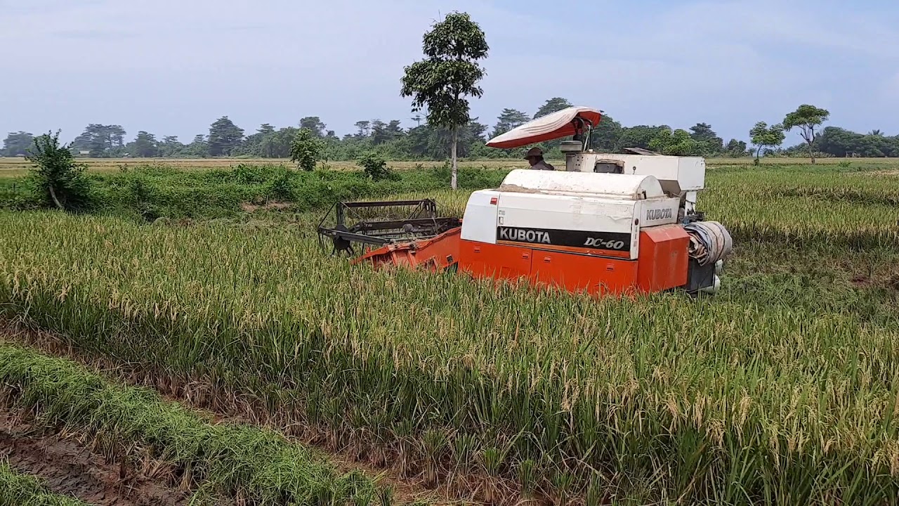 alat pemanen padi #petani #padi - YouTube