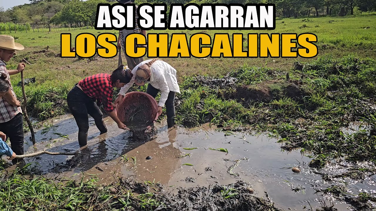 Agarrando chacalines con cesta en estos lodazales. - YouTube