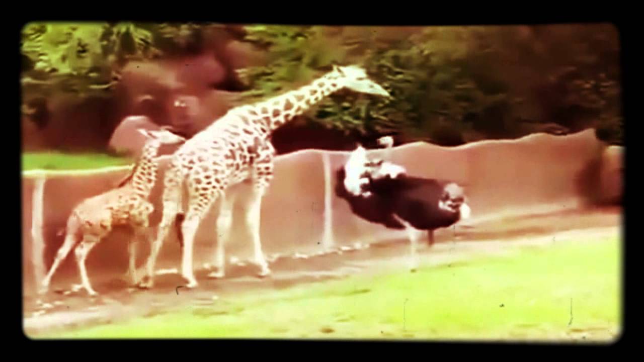 Amazing Fight Best Wild Animal - Giraffe vs Ostrich. - YouTube