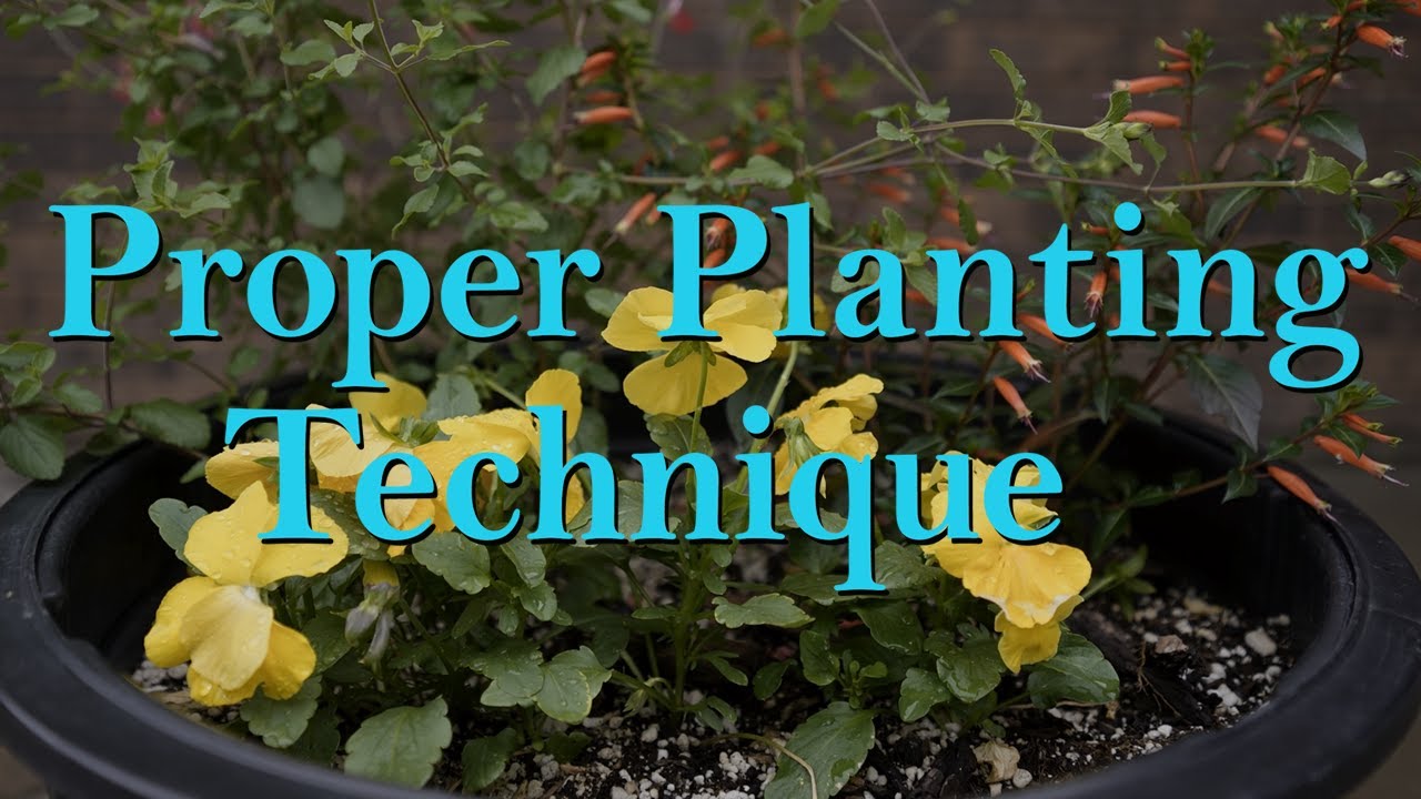 Proper Planting Technique - YouTube