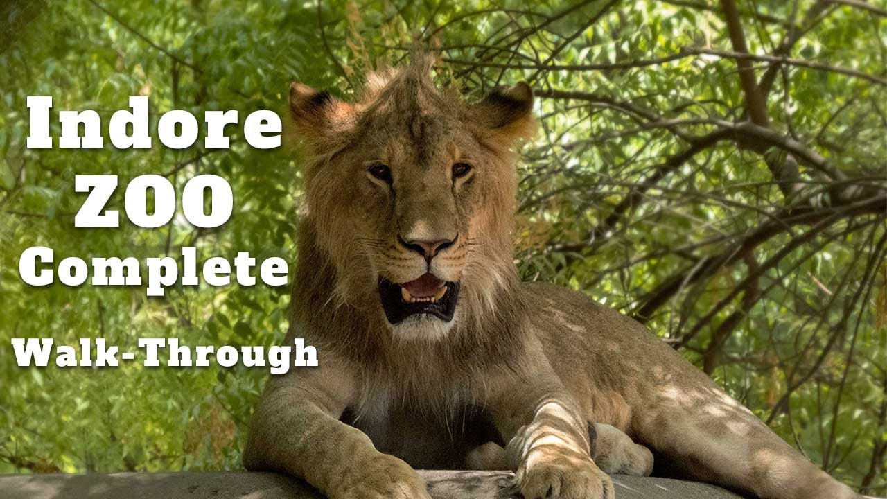 Indore Zoo Complete Walk-Through High Quality Video - YouTube