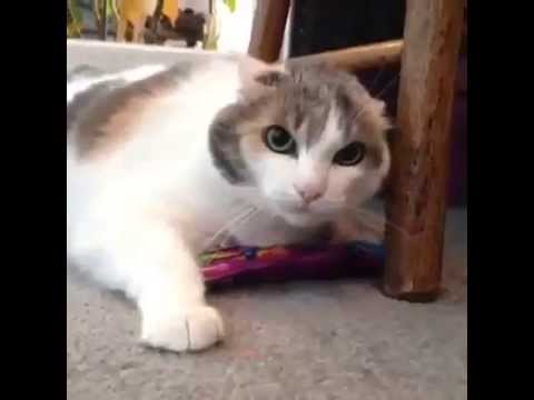 Chat énervé - YouTube