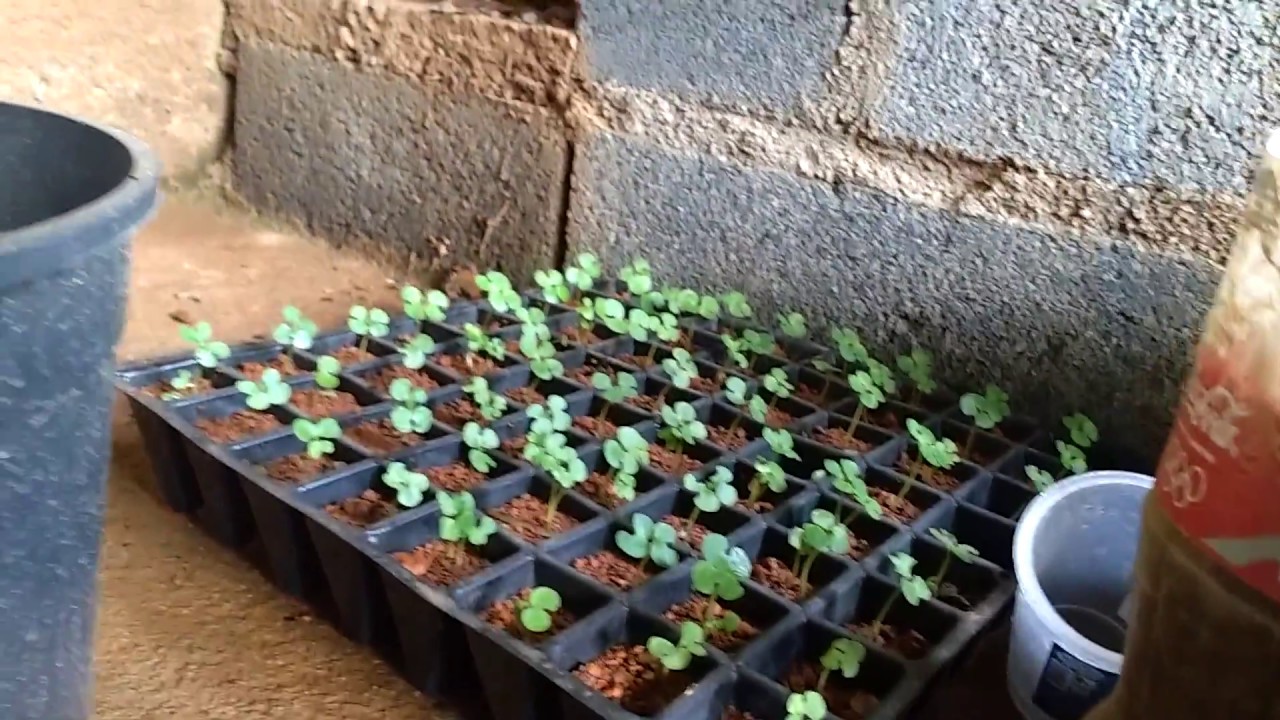 S rie Como Plantar Germinar E Cultivar Semente De Ip Parte 04 Ap s s-rie-como-plantar-germinar-e-cultivar-semente-de-ip-parte-04-ap-s