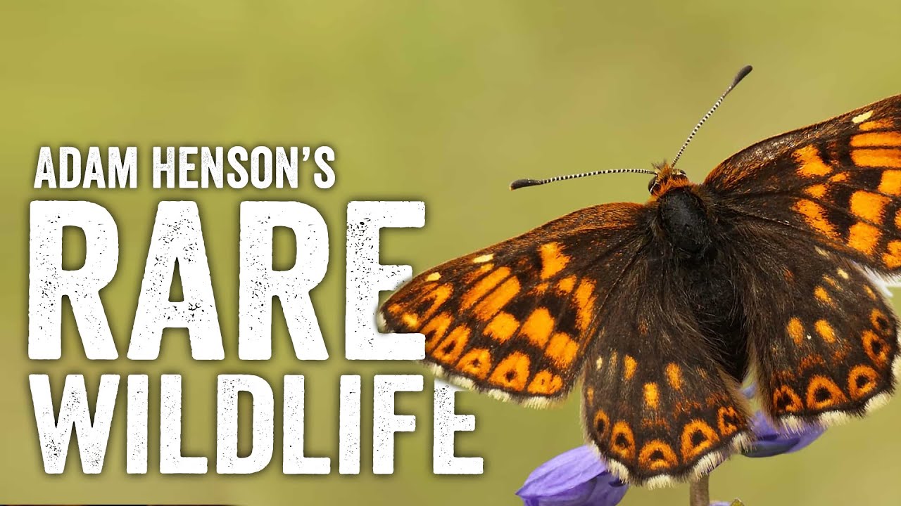 2 Protected Species Found On Our Farm - Adam Henson - YouTube