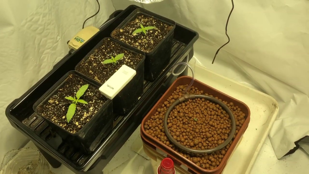 The OC Homegrown Super Skunk Grow Journal EP3 - YouTube