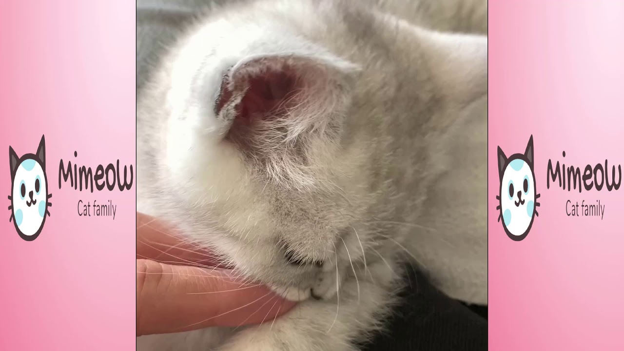 Milka - Cute kitten at 9 weeks old - British Shorthair Cat - YouTube