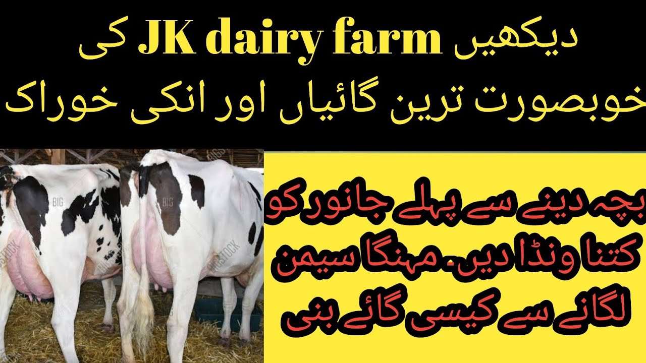 JK dairy farm best cows II Close up cows of JK dairy farm II Feeding of ...