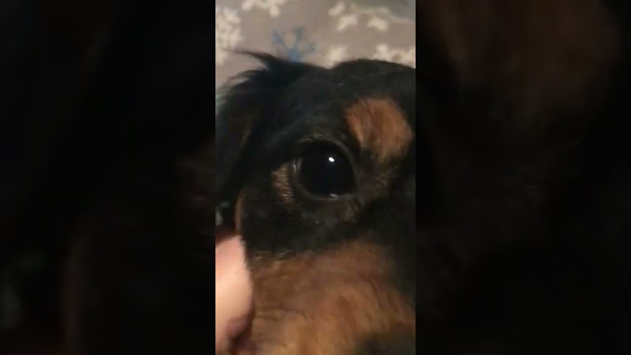 Really Mean Cute Dog - YouTube
