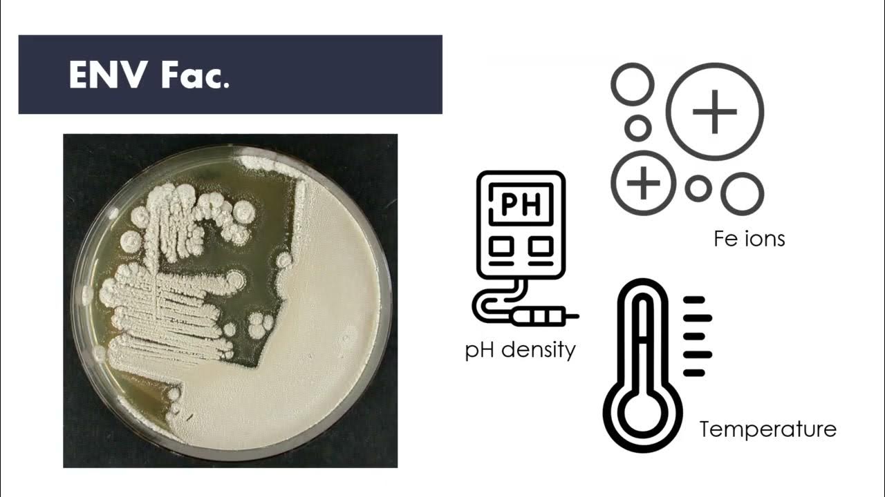 KSBMB 고등부문-김유경 | K-BioX 글로벌 차세대 바이오 인재캠프 소개영상 - YouTube