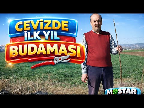#ceviz de ilk yıl budaması nasıl olmalı?