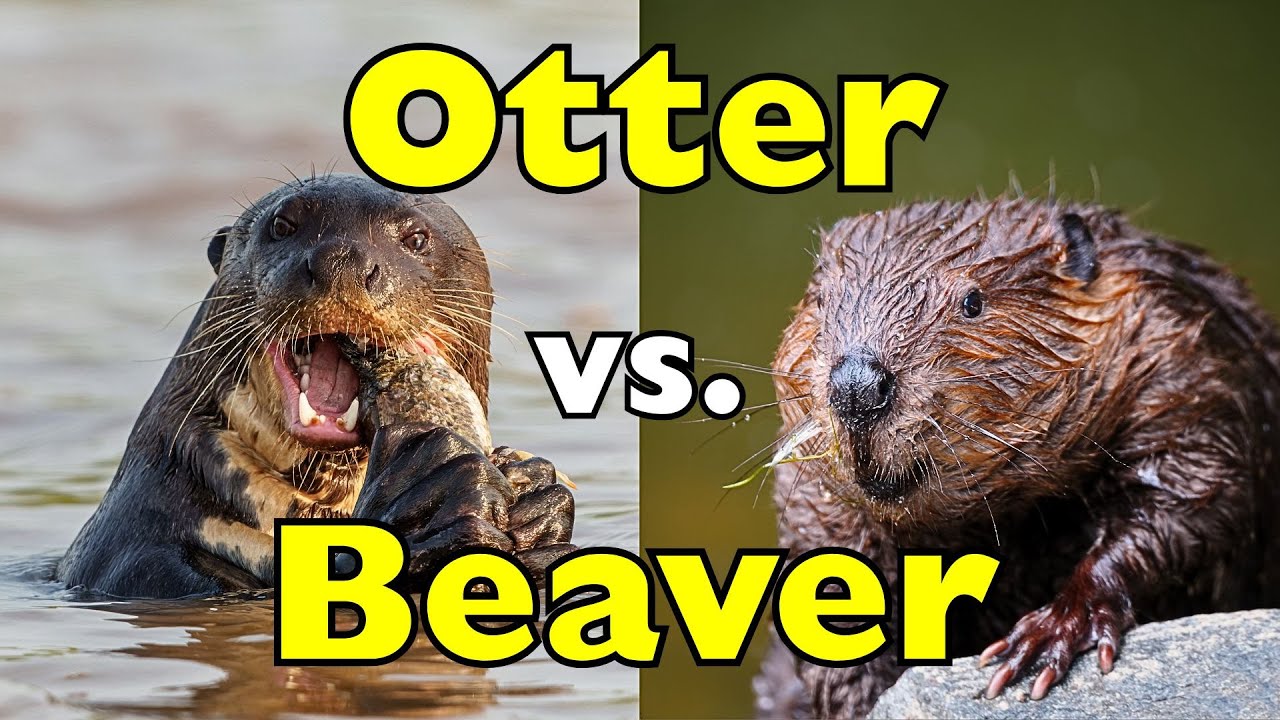 Otter vs. Beaver: Two River Legends, Totally Different Lives [ID0810 ...