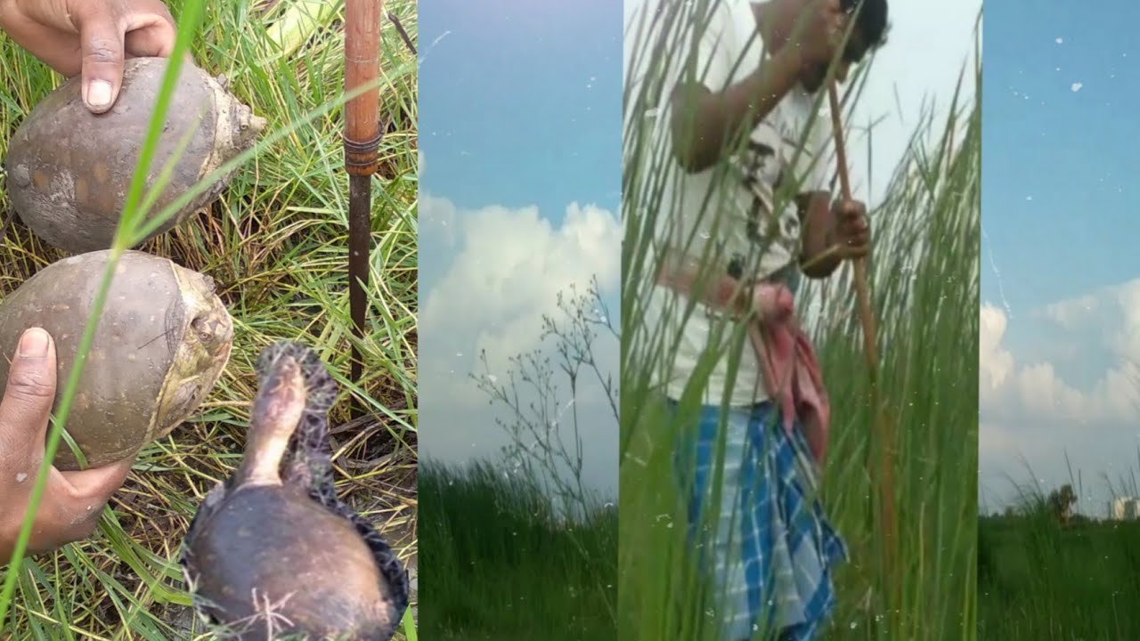Turtle catch video কচ্ছপ ধরা ভিডিও Catch the turtle blakes exotic ...