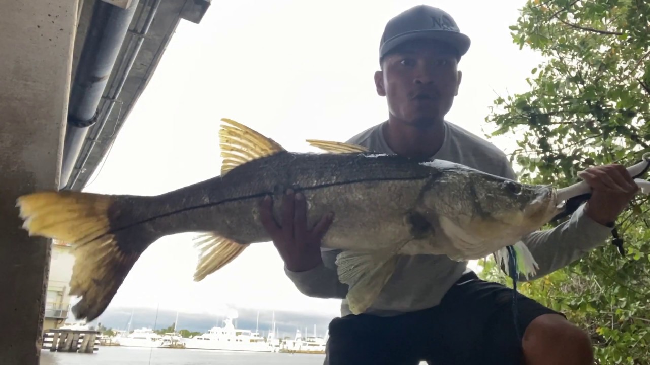 SNOOK FISHING (rod broke 40”plus snook) - YouTube