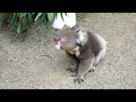 Crazy Koalas on Kangaroo Island - YouTube