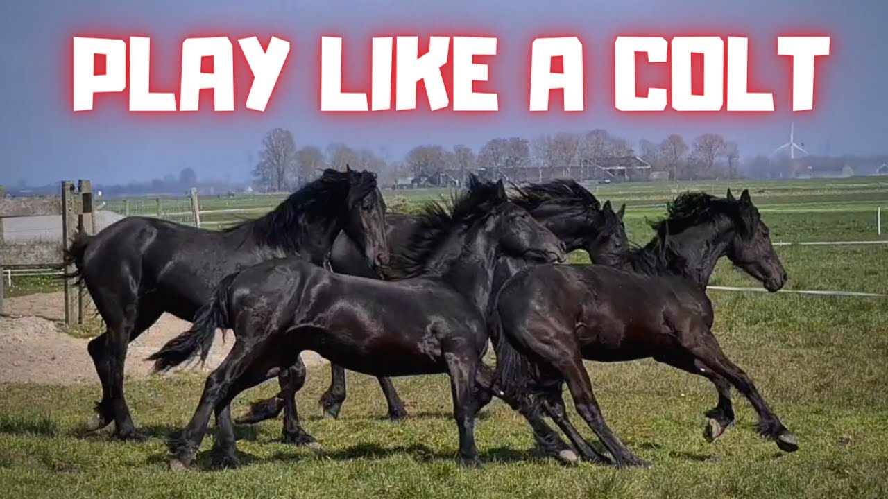 They have to play like a colt 😏| Woohoo! into the meadow | Friesian ...