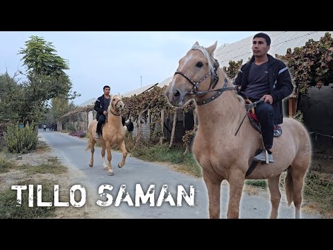 TILLO SAMAN OT SOTILADI... - YouTube