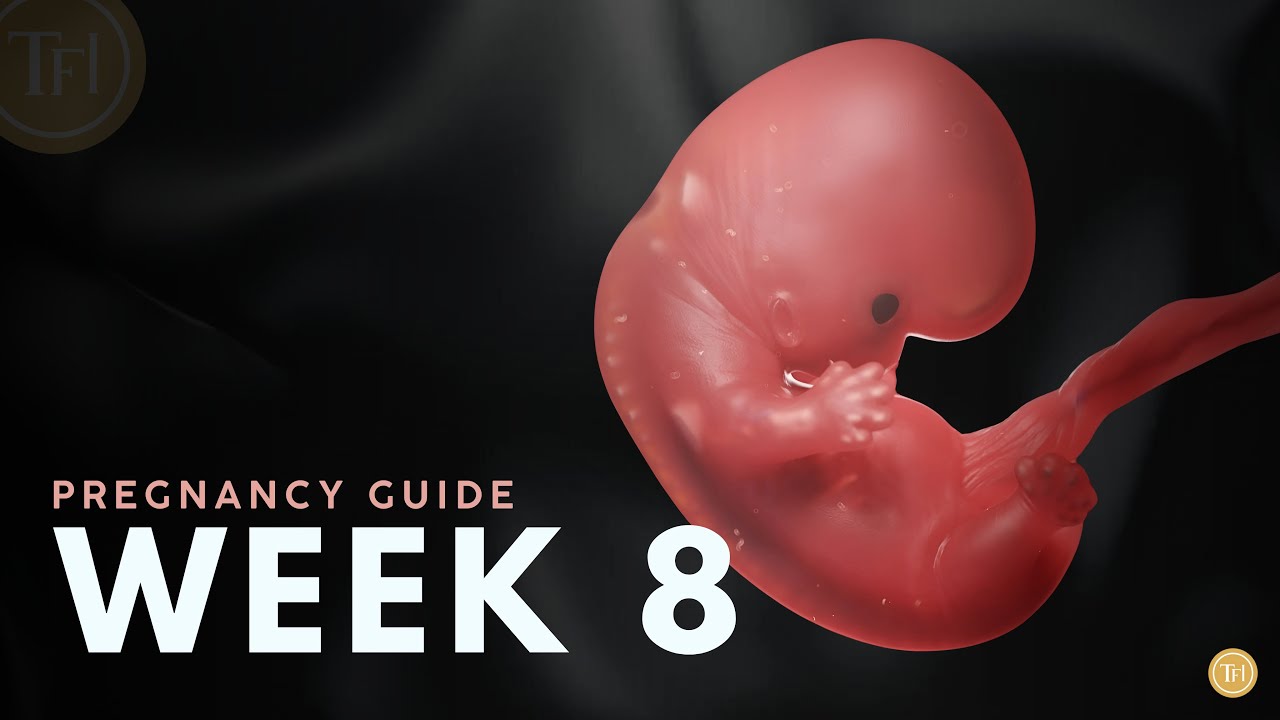 What to Expect at Week 8 | Week by Week Pregnancy Guide - YouTube