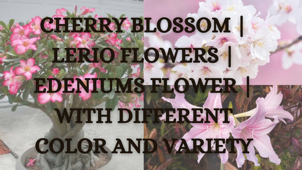 CHERRY BLOSSOM | LERIO FLOWERS | EDENIUMS FLOWER | WITH DIFFERENT COLOR ...