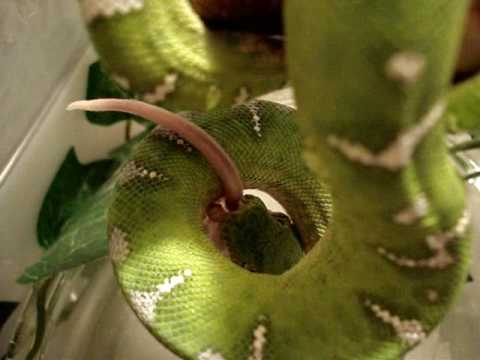 Emerald Tree Boa Eating w/ Great open mouth shots! - YouTube
