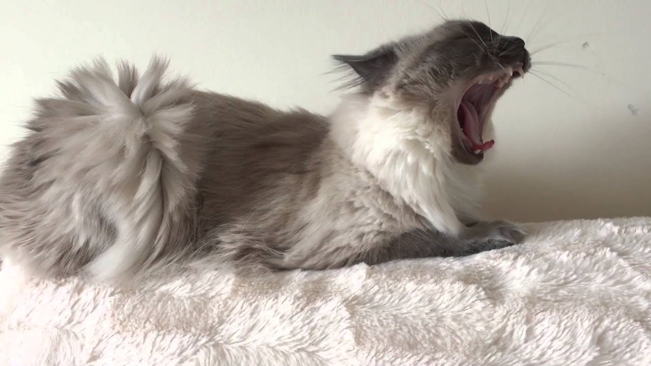 Ragdoll cat roars - YouTube