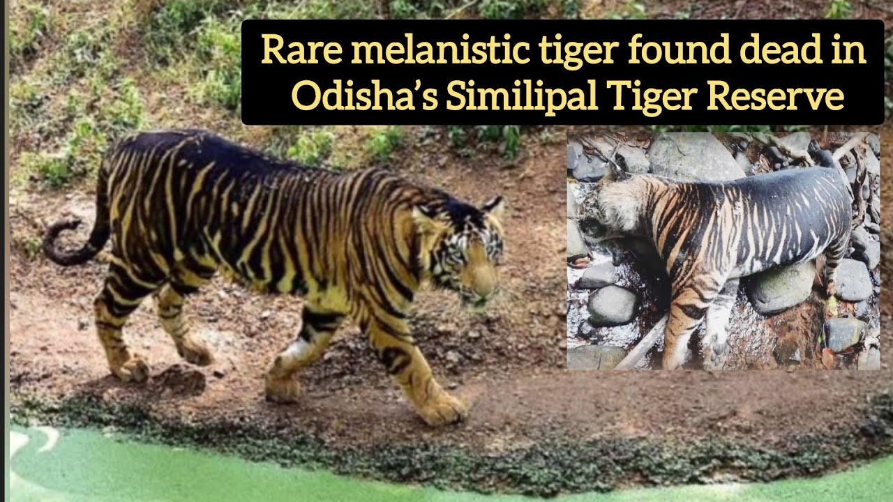 Rare melanistic tiger found dead in Odisha’s Similipal Tiger Reserve # ...