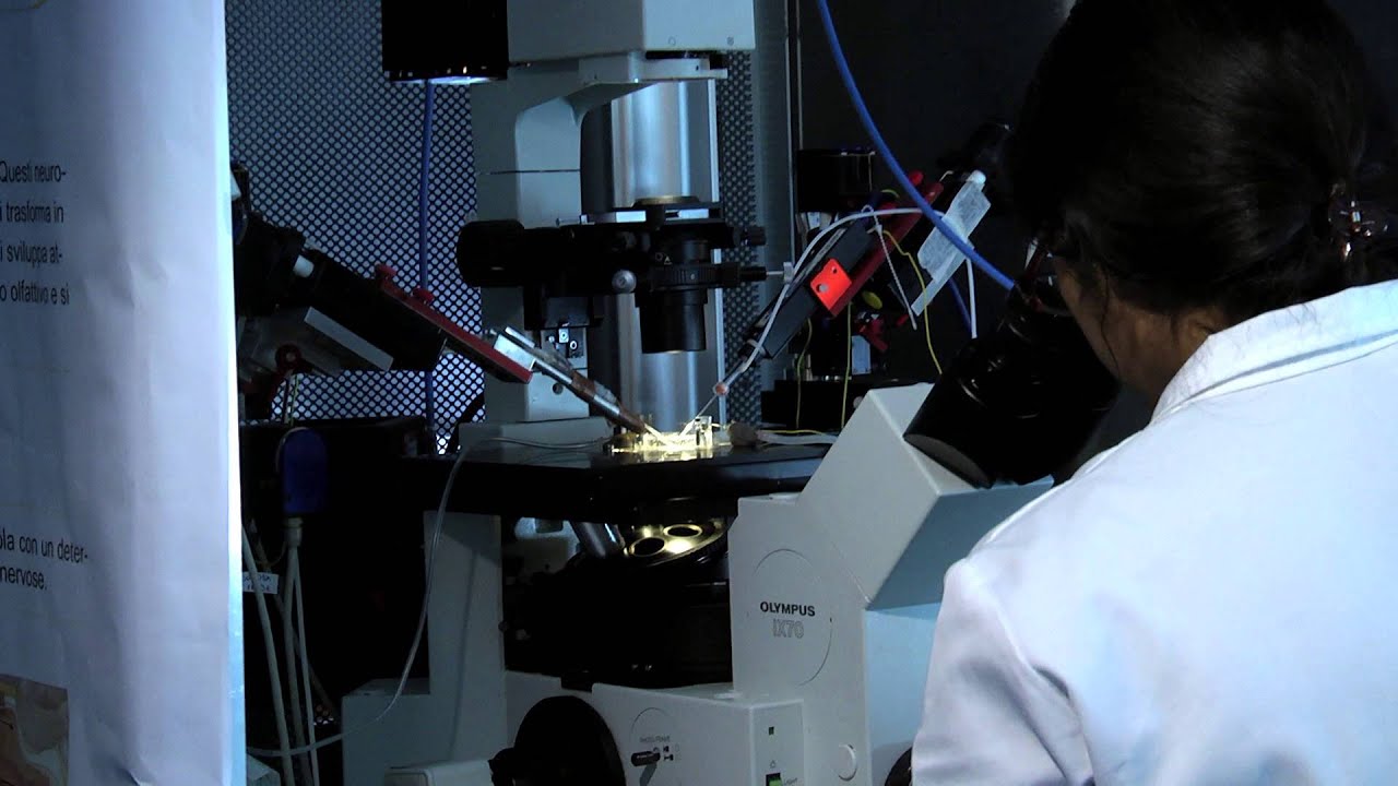 Anna Menini's Lab - YouTube