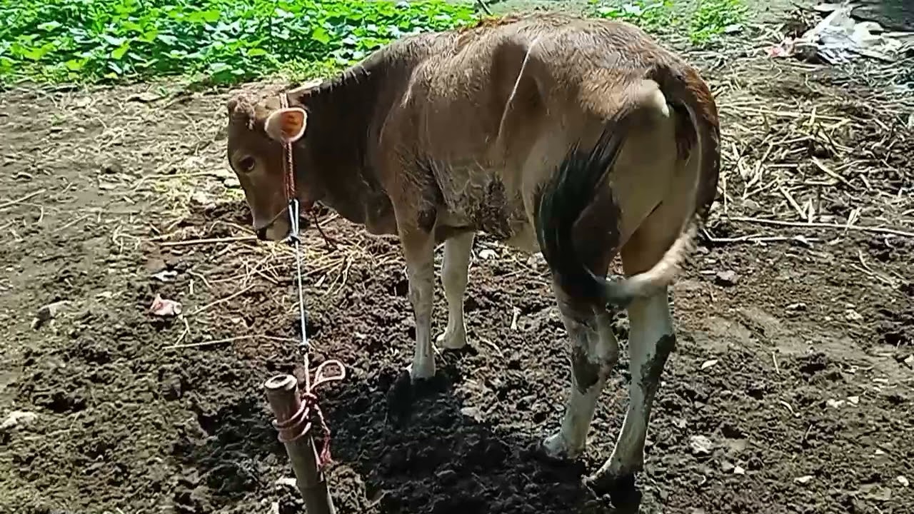 bagus sapi muda 😁😁 local sumintal👍 - YouTube