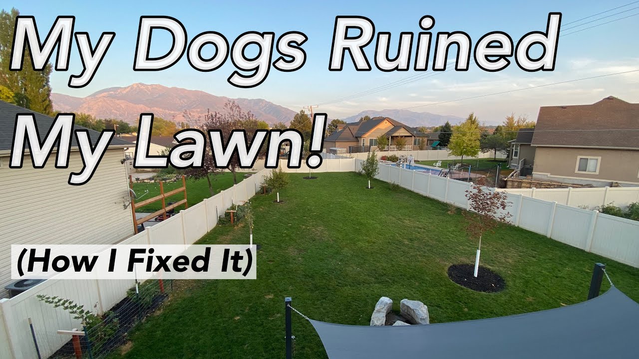 3 Week Lawn Restoration, Before And After. - YouTube