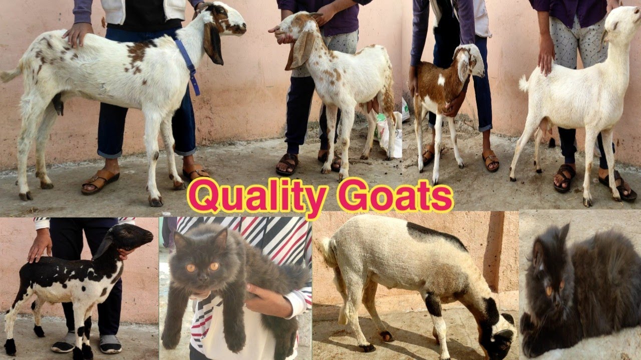 7569895371 #𝗖𝗿𝗼𝘀𝘀 Hyderabadi female And Madhuri baby sheep Rampuri male ...