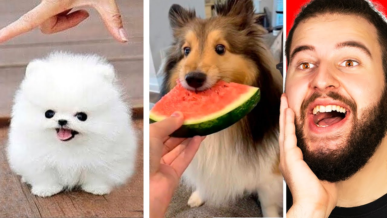 Animales Graciosos Que Te Harán Reír | Edición Perros - YouTube
