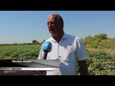 Salyanın Parça Xələc kəndindən olan zəhmət sevər fermer Muxtar Alıyev bu il pambıq sahəsindən bol mə