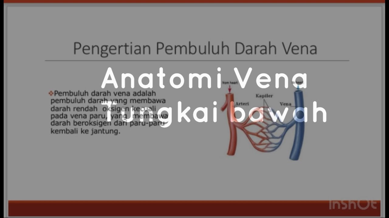 Anatomi vena tungkai bawah | Tutorial Vaskular - YouTube
