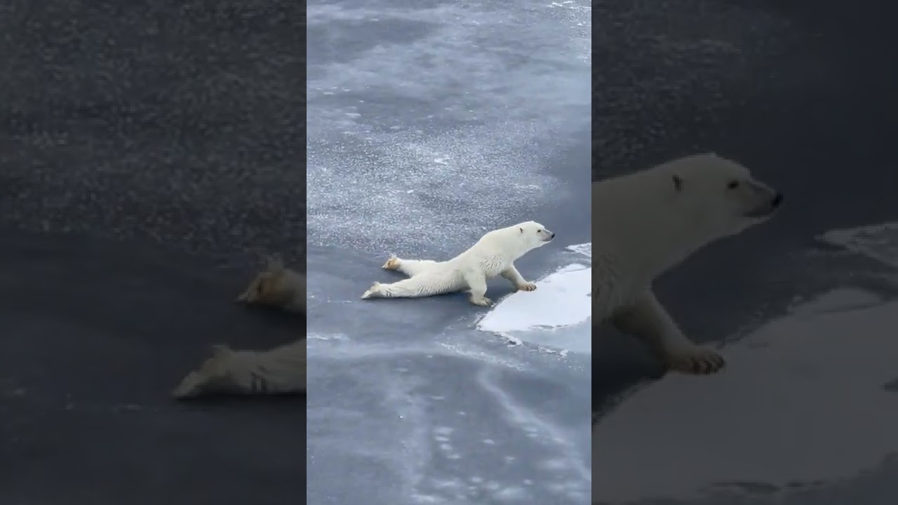 Smart polar bear is a bit too careful while moving over thin ice ...
