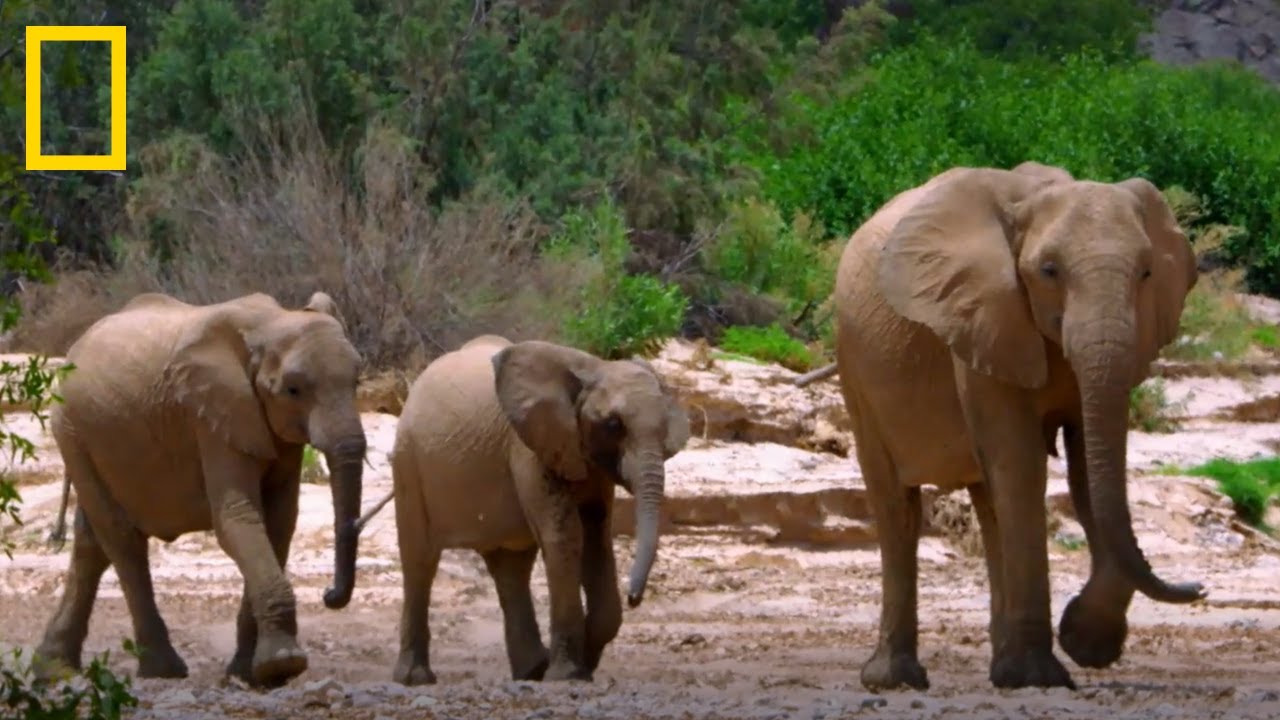 Pustinjske ubojice | Najsmrtonosnije životinje u Africi | National ...