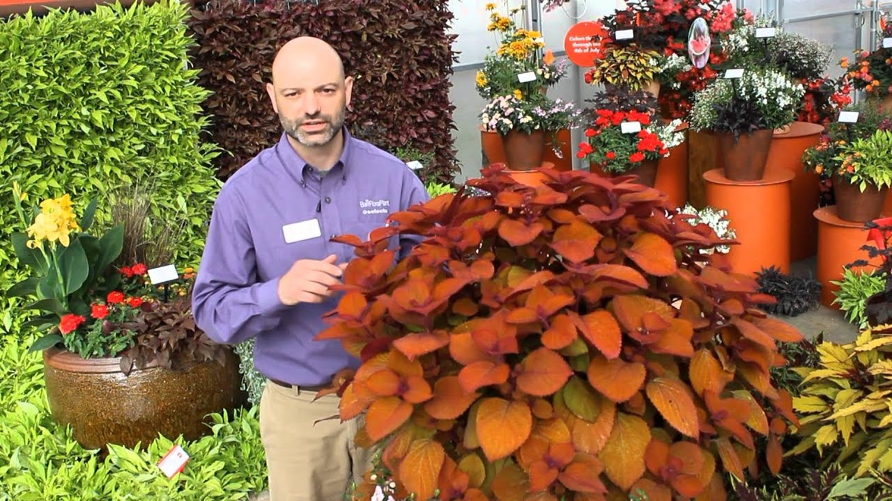 Campfire Coleus - YouTube