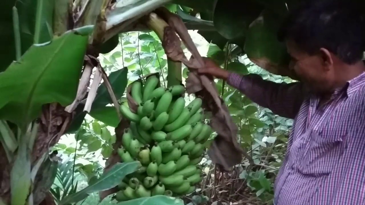 Organic Farming in Varanasi - YouTube