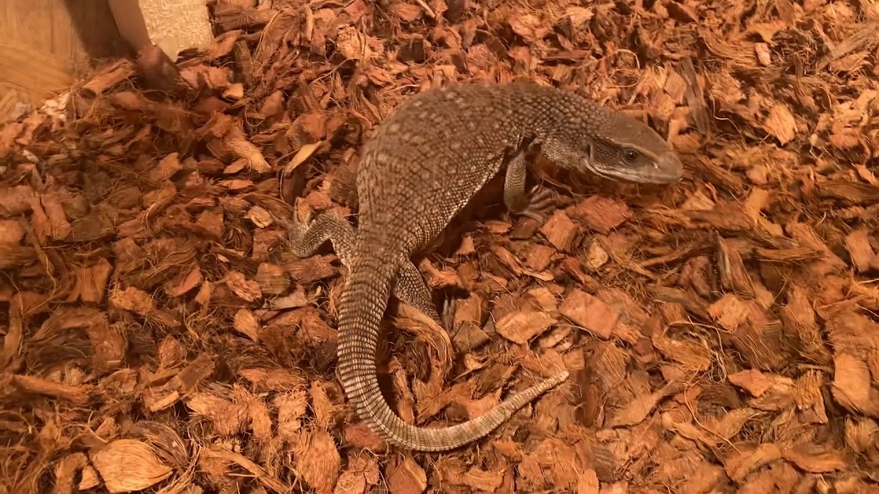 Savannah Monitor and Enclosure - YouTube