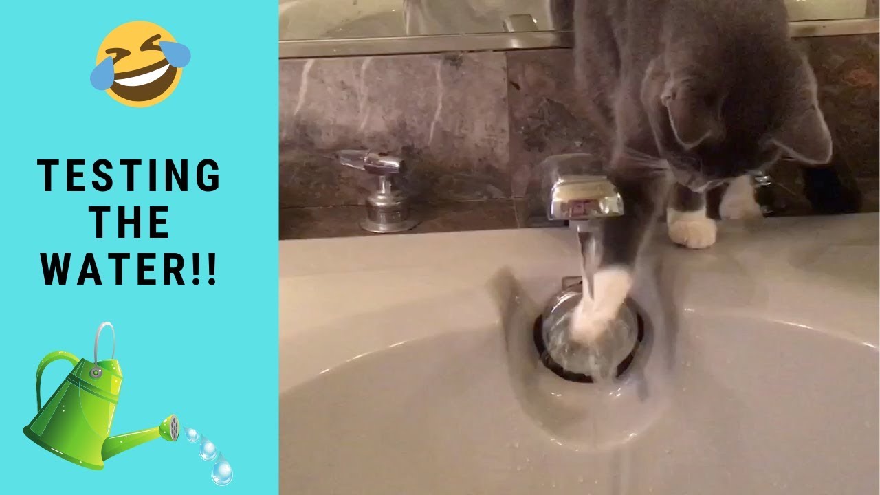 Funny Cats Playing with Dripping Water | Cats vs Water - YouTube