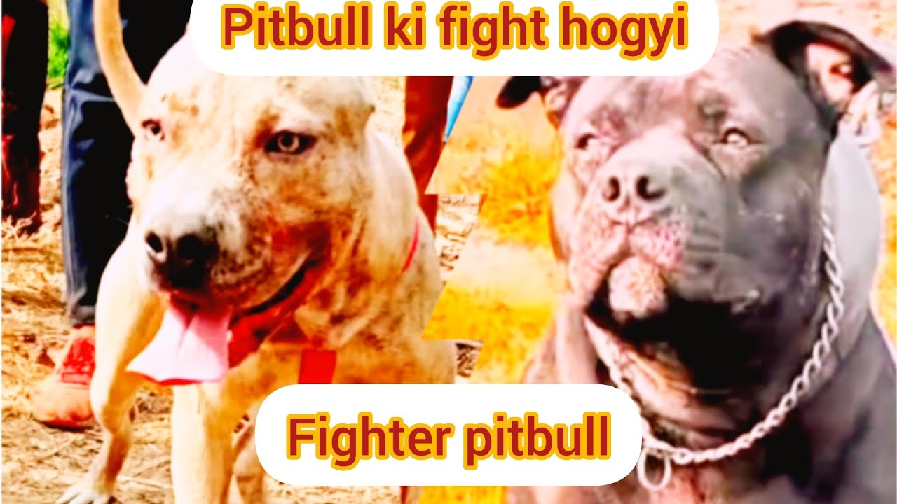 Pitbull ki fight hogyi// fighter pitbull dog @RitikDogKennel177 - YouTube