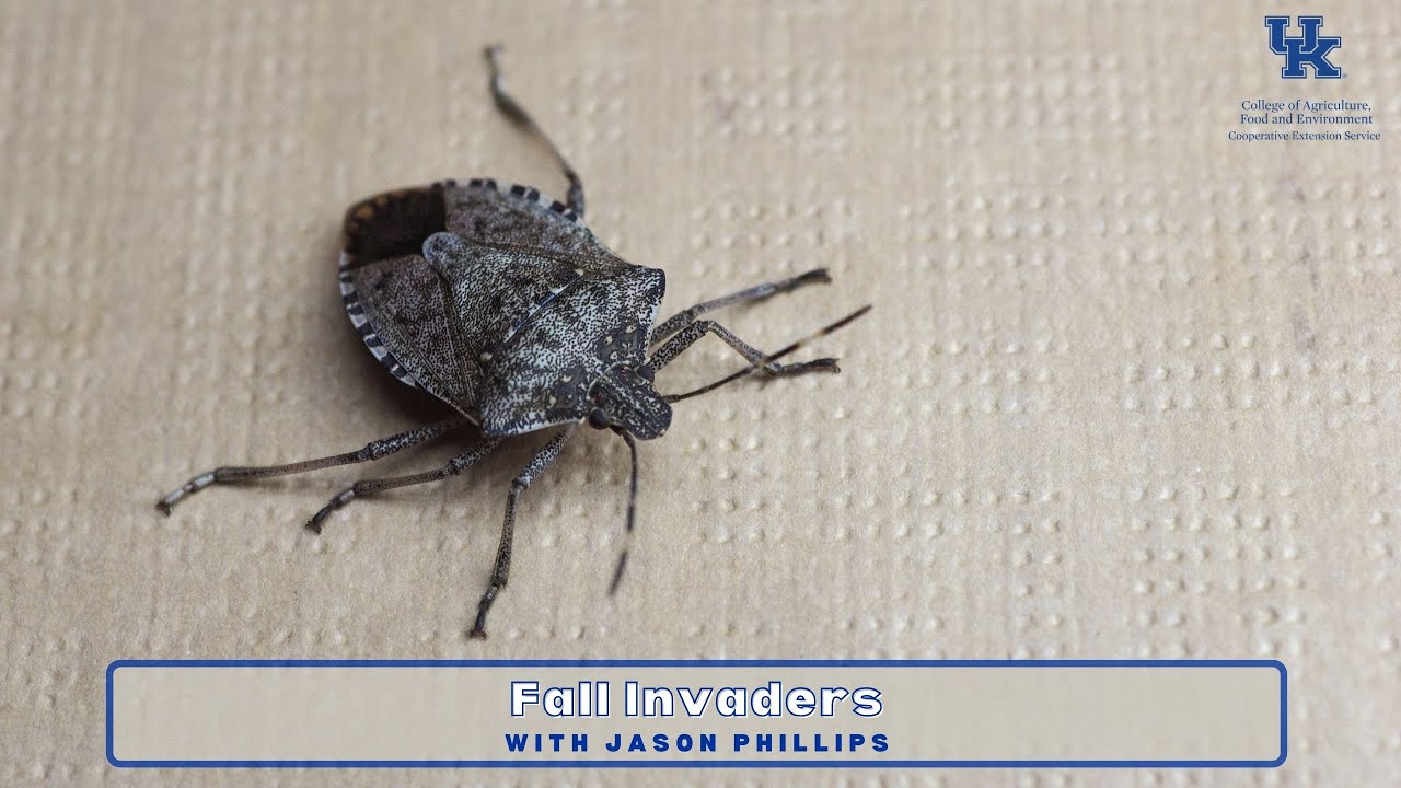 Fall Invaders - YouTube