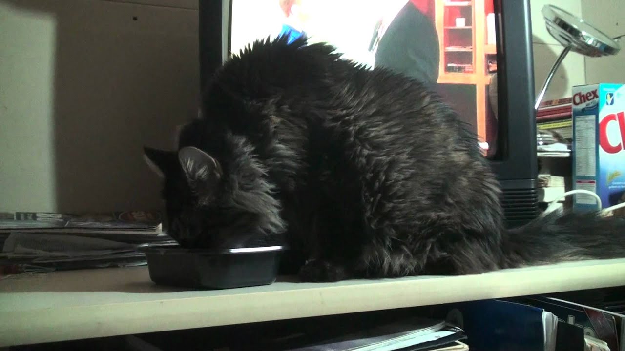 Cher Eating Dec 22 2011 - YouTube