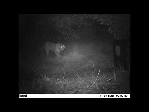 Trapped- GHCA 2018 Mountain Lions