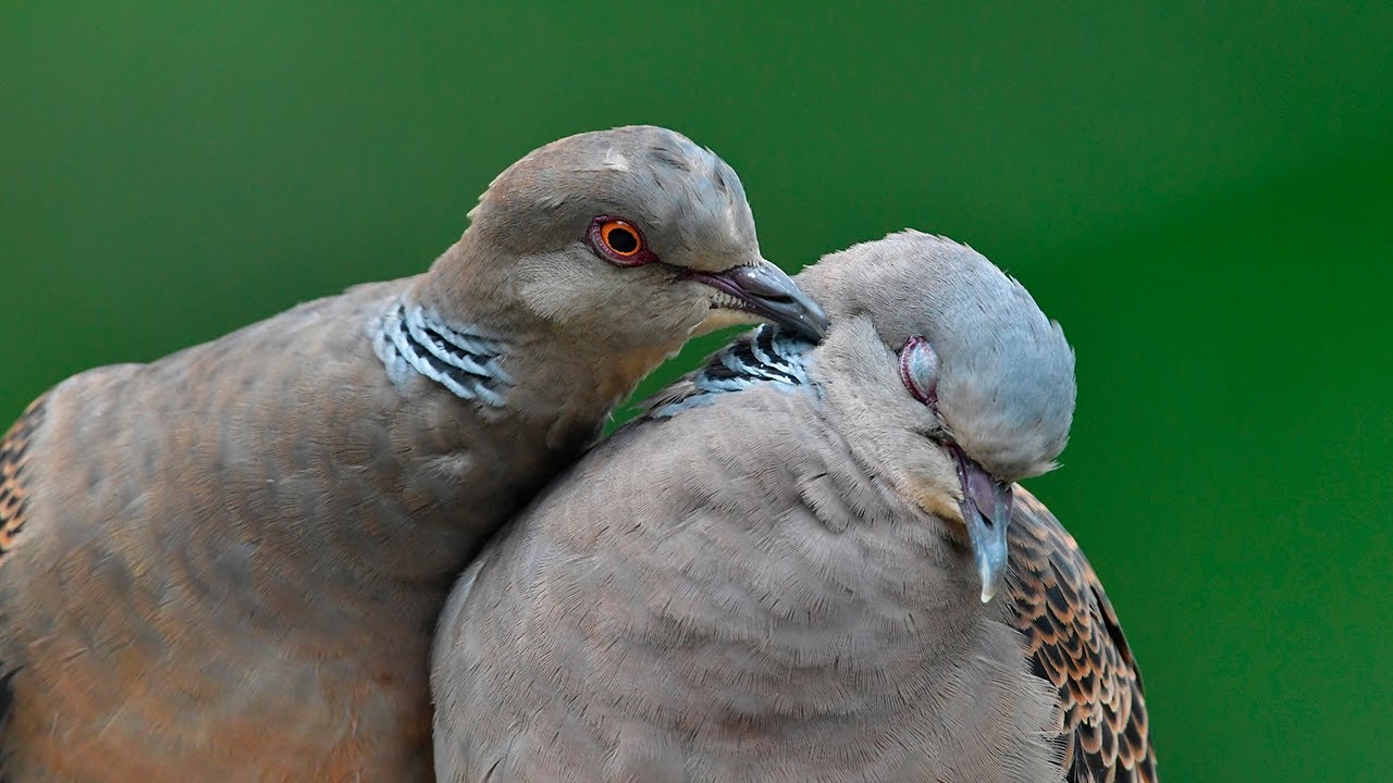 💑 ¿Cuál es el ORIGEN de la TÓRTOLA como SÍMBOLO de AMOR? - Animales ...