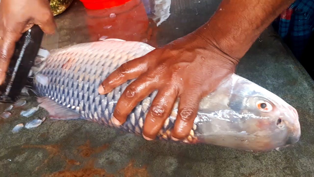 White Carp Fish Cutting | Fish Cutting Skills - YouTube