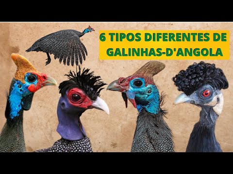 VOCÊ NUNCA VIU ESSAS GALINHAS! CONHEÇA TODAS AS ESPÉCIES DE GALINHAS-D'ANGOLA DO MUNDO! AVES LINDAS!