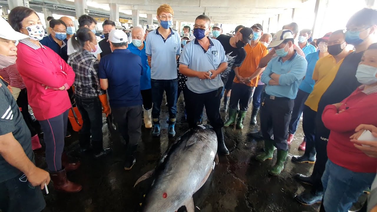 Over 400 kgs of BLUEFIN TUNA fish bid for fastly CUT processing - YouTube