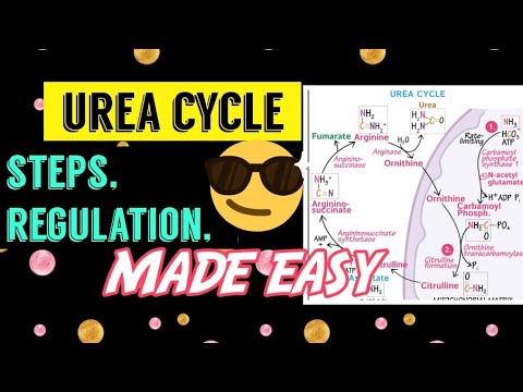 Urea cycle || steps, reaction, regulation||Made easy😎 - YouTube